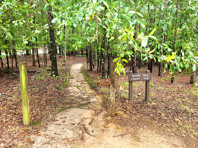 Nature trails wind through forests where every step reveals something worth stopping to observe and appreciate.