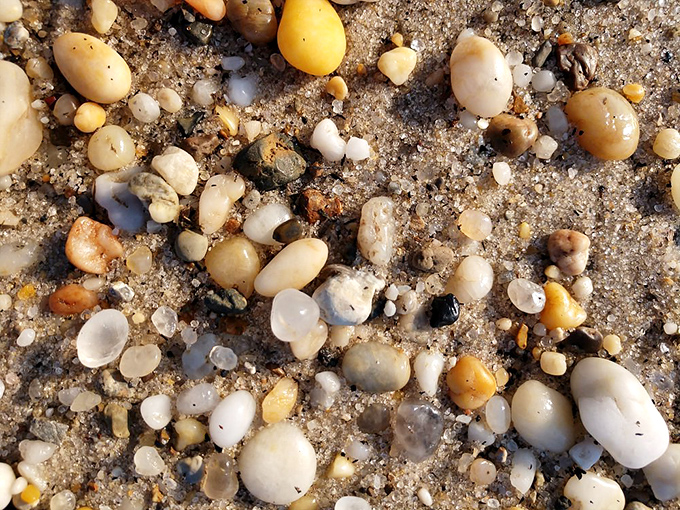 Delaware's natural jewelry collection&mdash;tiny treasures that tell stories of tides, currents, and the bay's remarkable ecosystem.