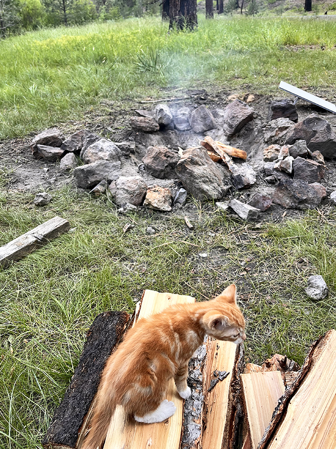 Even the local cats understand the appeal of a good campfire. Wilderness survival skills: advanced level.