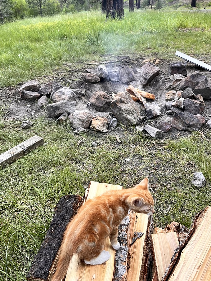 Even the local cats understand the appeal of a good campfire. Wilderness survival skills: advanced level.