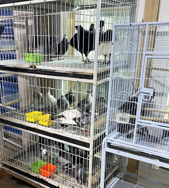 Feathered friends await new homes in this chirping corner of domestic animal companionship paradise.