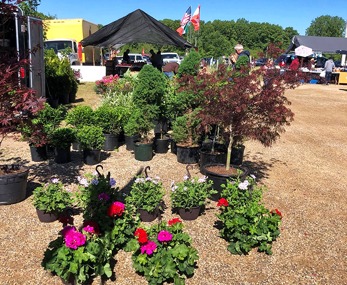 Plants and flowers ready to transform your yard into something the neighbors will definitely notice.