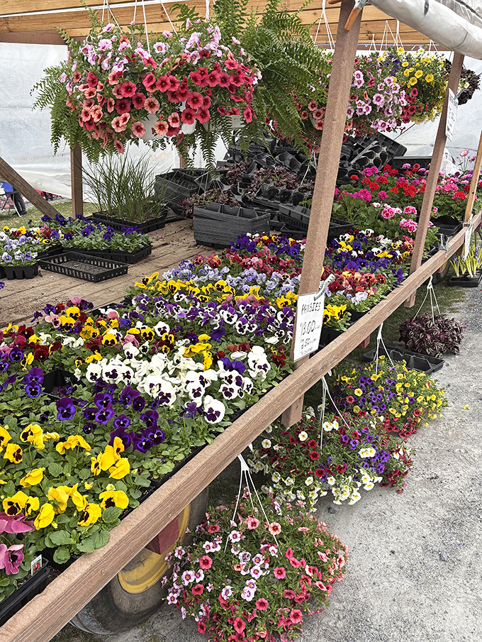 Nature's color palette on full display. These flowers don't just brighten gardens &ndash; they're responsible for spontaneous poetry from otherwise stoic grandpas.