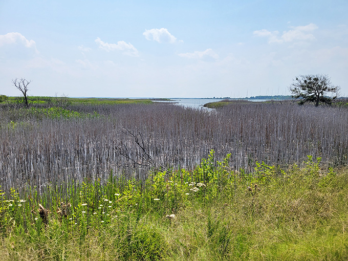 Salt marsh stretches to the horizon, a patchwork quilt of textures and life. Silence here speaks volumes if you're willing to listen.