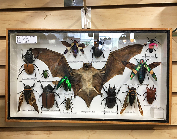 Even the creepy-crawlies get the vintage treatment! This shadow box of preserved specimens would make Gomez Addams swoon with delight.