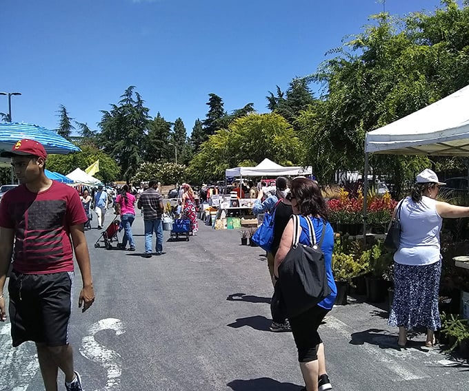 Market magic under California blue skies. Shoppers navigate this treasure-filled labyrinth where one person's decluttering becomes another's decorating inspiration.