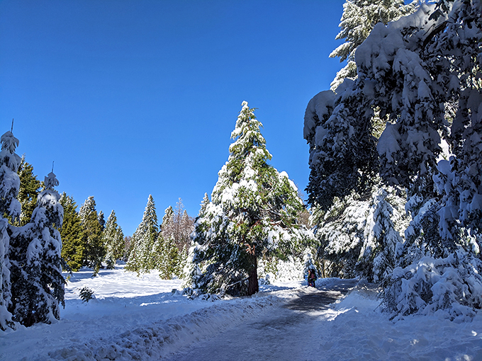 Winter transforms Palomar into a snow globe come to life. These powder-dusted pines make Southern Californians forget they live in a desert.