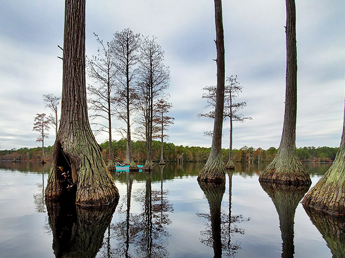 Cypress trees standing in water like nature's stilts. Prehistoric elegance that makes skyscrapers seem like passing fads.