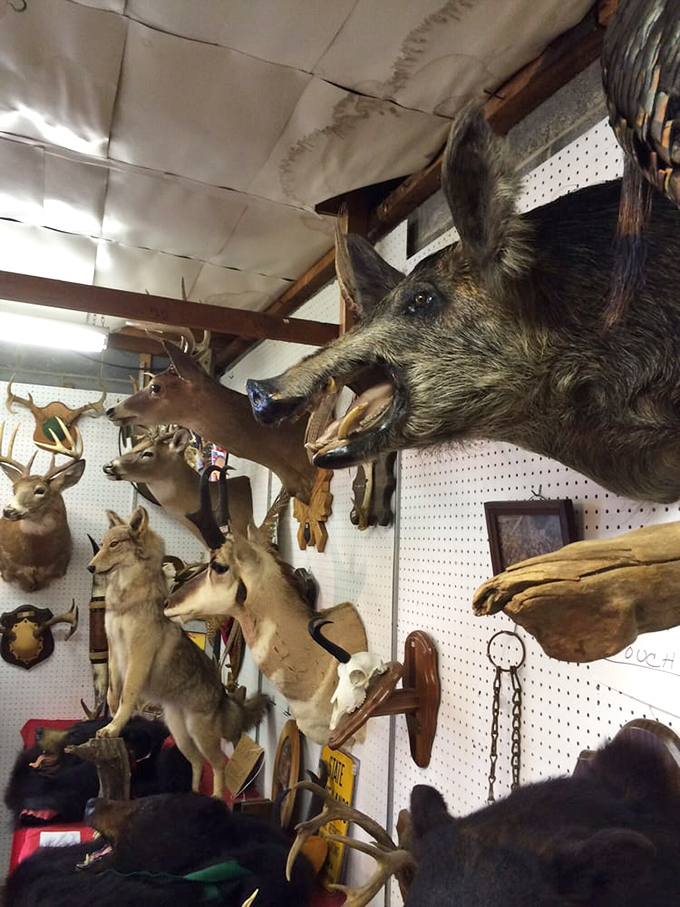 The taxidermy corner isn't for everyone. These silent sentinels of the wild have found their afterlife as conversation pieces for the brave decorator.
