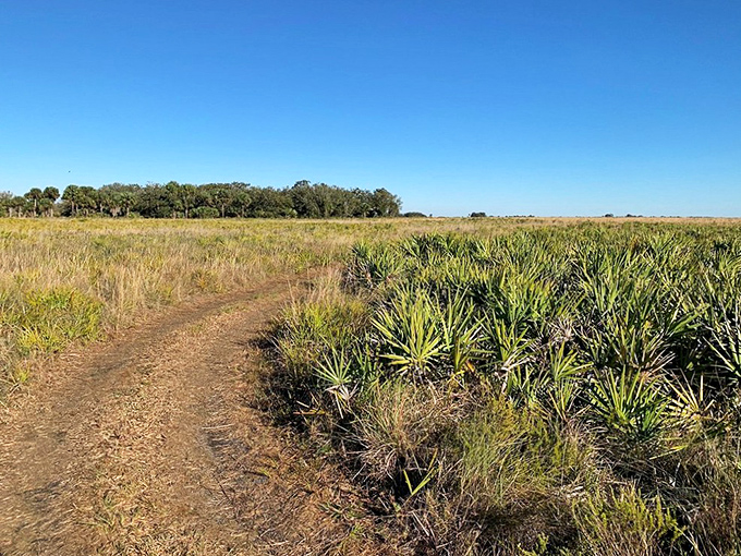 Trails carve gentle suggestions through saw palmetto and prairie grasses. Nature's version of "this way might be interesting" without the pushy GPS voice.