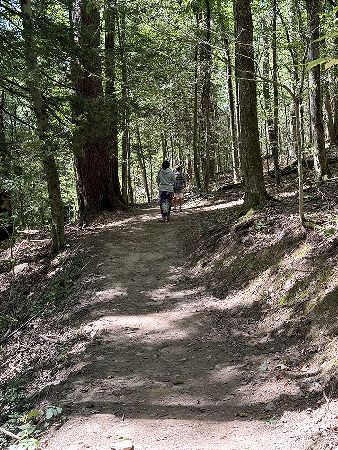 The forest path beckons hikers deeper into the woods, promising adventures that no smartphone game could ever replicate.