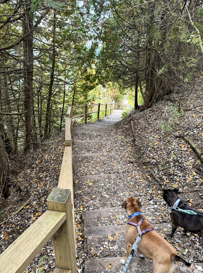 Fall paints the trail with amber and gold, while eager pups lead the way to adventures waiting at the shoreline below.