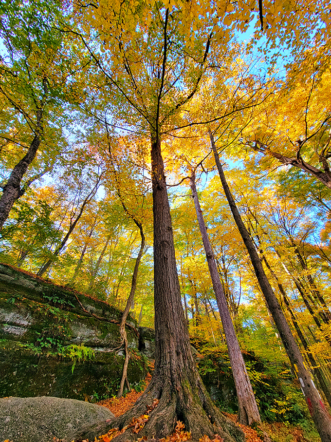 Fall's golden canopy transforms the park into a cathedral of color. Looking up here makes you forget deadlines, mortgages, and whether you remembered to turn off the coffee pot.