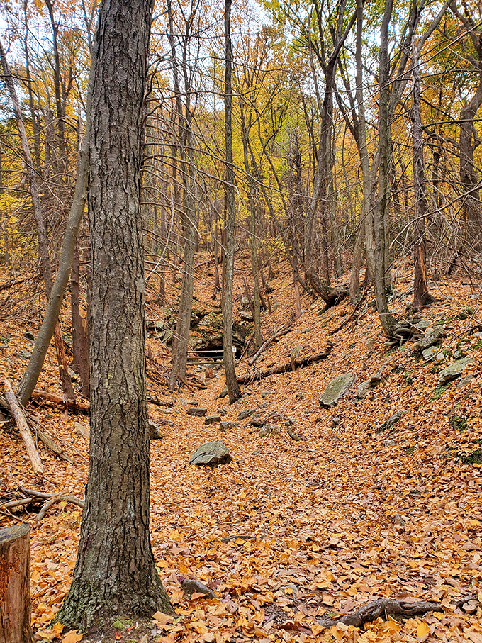 Autumn paints the forest in shades that would make any interior designer jealous. Nature's color palette reaches peak perfection in this secluded ravine.