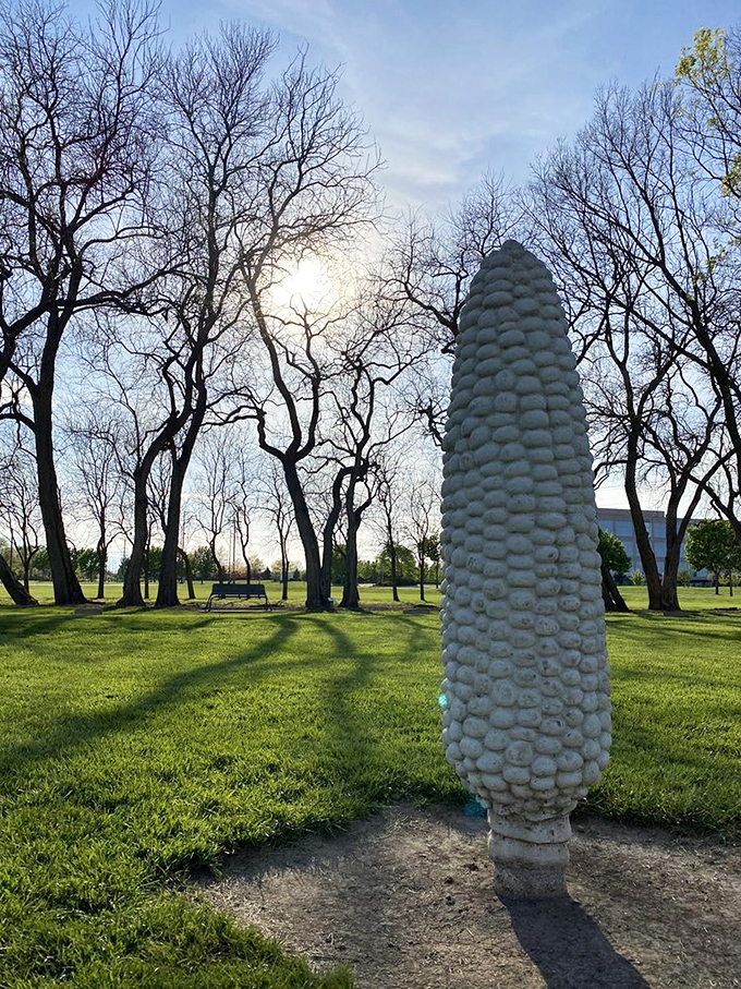 Morning light casts dramatic shadows behind this solitary corn sentinel, creating a sundial effect that marks time in the most unusual way.