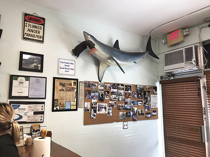 That shark on the wall has seen things &ndash; mostly people's faces when they taste the hogfish.