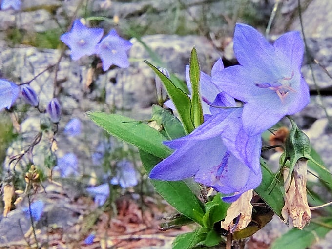 Delicate purple blooms add splashes of color to the forest floor&mdash;nature's way of accessorizing even the most rugged landscapes.