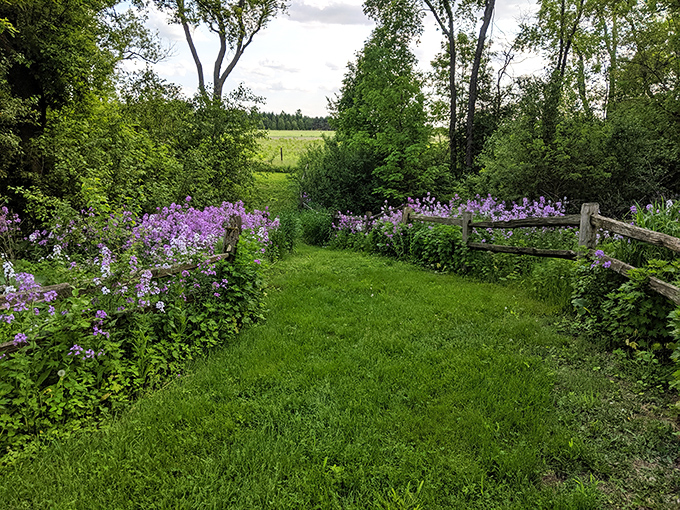 Purple wildflowers frame the path like nature's velvet rope, guiding visitors through a living museum of botanical delights.