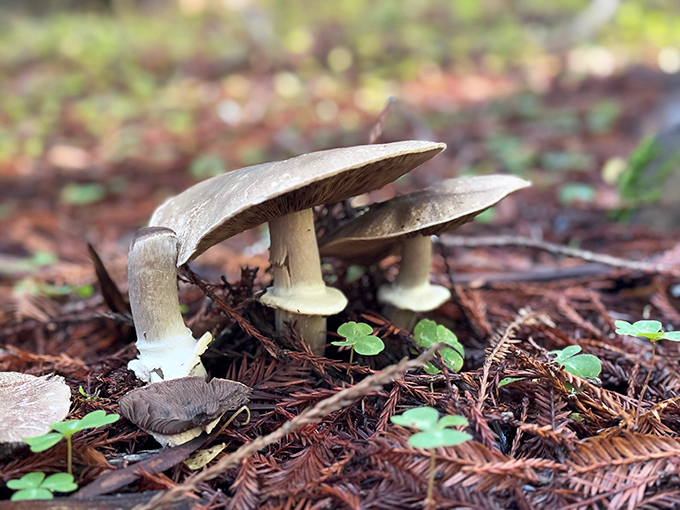 The forest floor's gourmet offering&mdash;nature's umbrella service. These mushrooms aren't on any menu, but they're essential to the redwood ecosystem.