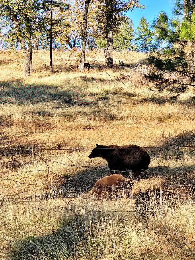 Local wildlife treats the town like their personal highway, and honestly, who's going to argue?