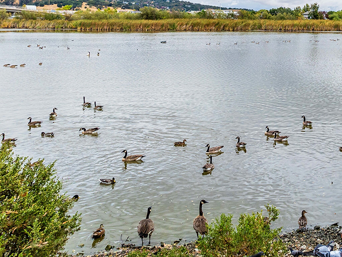 Nature's welcoming committee waddles about, conducting important duck business while ignoring human schedules entirely.