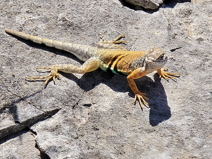 Meet one of the park's permanent residents! This sunbathing lizard demonstrates the proper technique for enjoying Texas sunshine.