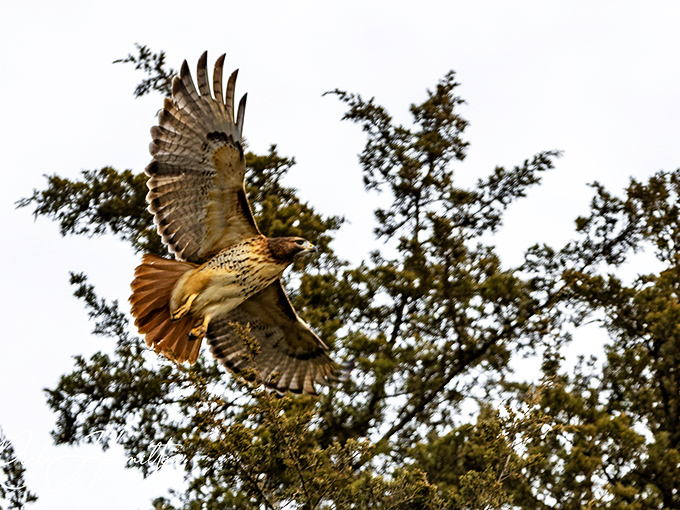 Nature's fighter jet&mdash;a red-tailed hawk patrols Belleville skies, keeping the ecological balance in check better than any app ever could. 