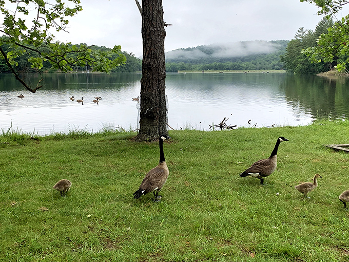"Excuse me, we live here." Canada geese and their fuzzy offspring patrol the shoreline like they're the park's official welcoming committee.