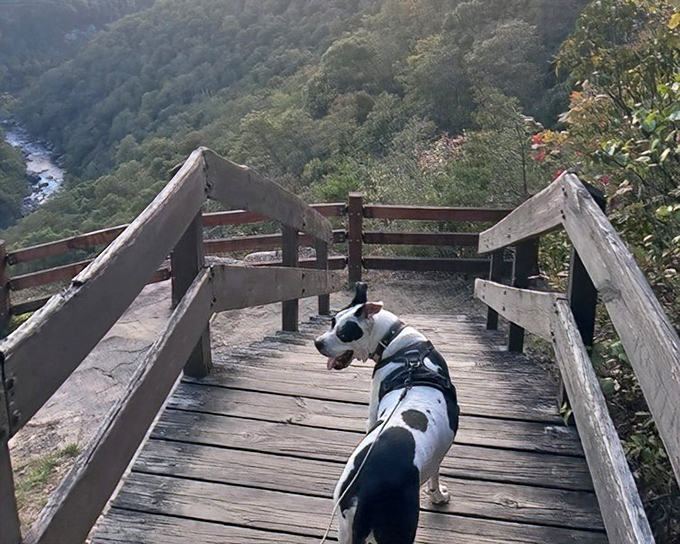 Even dogs appreciate the majesty of the gorge. This pup's thinking, "Sure, I've chased squirrels, but this view is my real achievement."