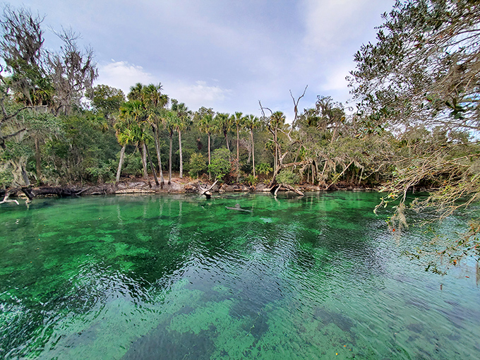 "Emerald waters framed by a gallery of palms. This spring looks like Mother Nature's attempt to create the perfect screensaver for stressed-out office workers."