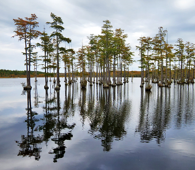 Cypress island party! These slender trees having a standing-room-only gathering in Goodale's reflective waters look like nature's cocktail hour.