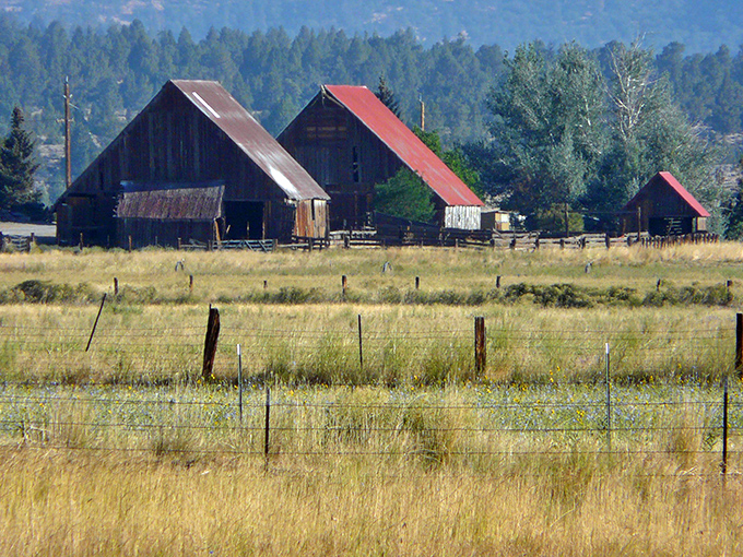Rural California beauty unfolds in golden meadows where weathered barns stand like faithful guardians of agricultural heritage.