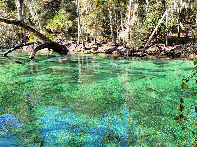 "That fallen tree adds character like a beauty mark on a model. Blue Spring's waters are so clear you can practically count the grains of sand below."