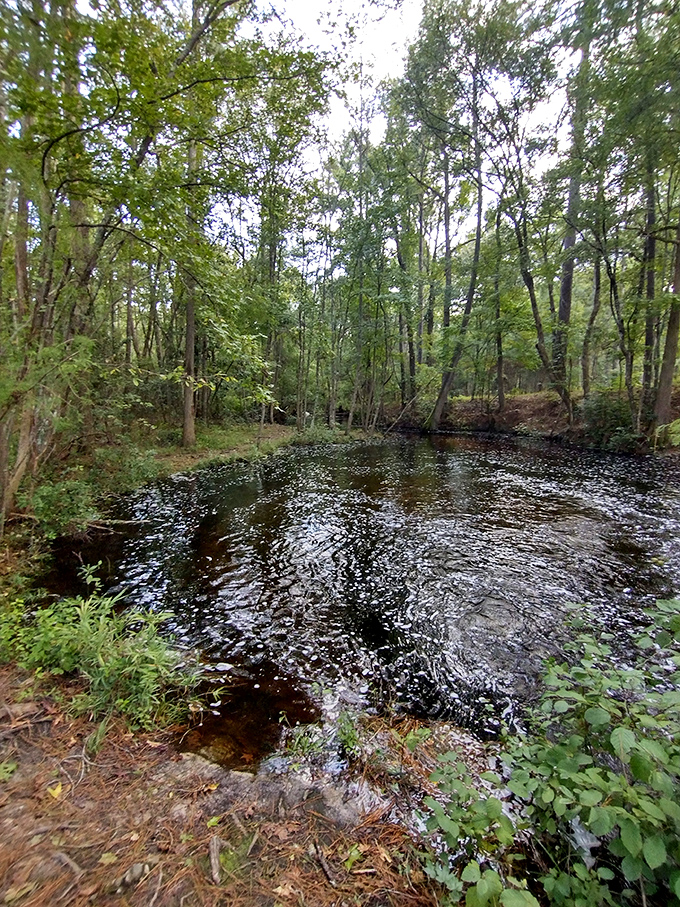Woodland mirror magic! This dark, mysterious pond reflects the surrounding forest like a portal to another dimension&mdash;Narnia's Southern cousin.