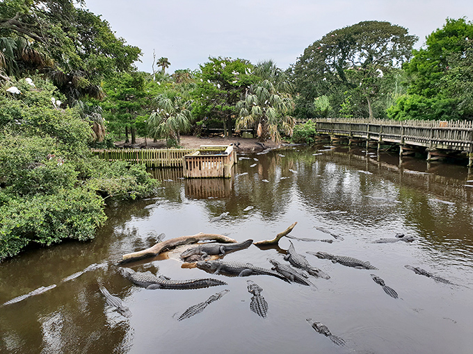 At the St. Augustine Alligator Farm, prehistoric residents lounge like retirees. These sunbathing reptiles have been perfecting their relaxation techniques for 200 million years..