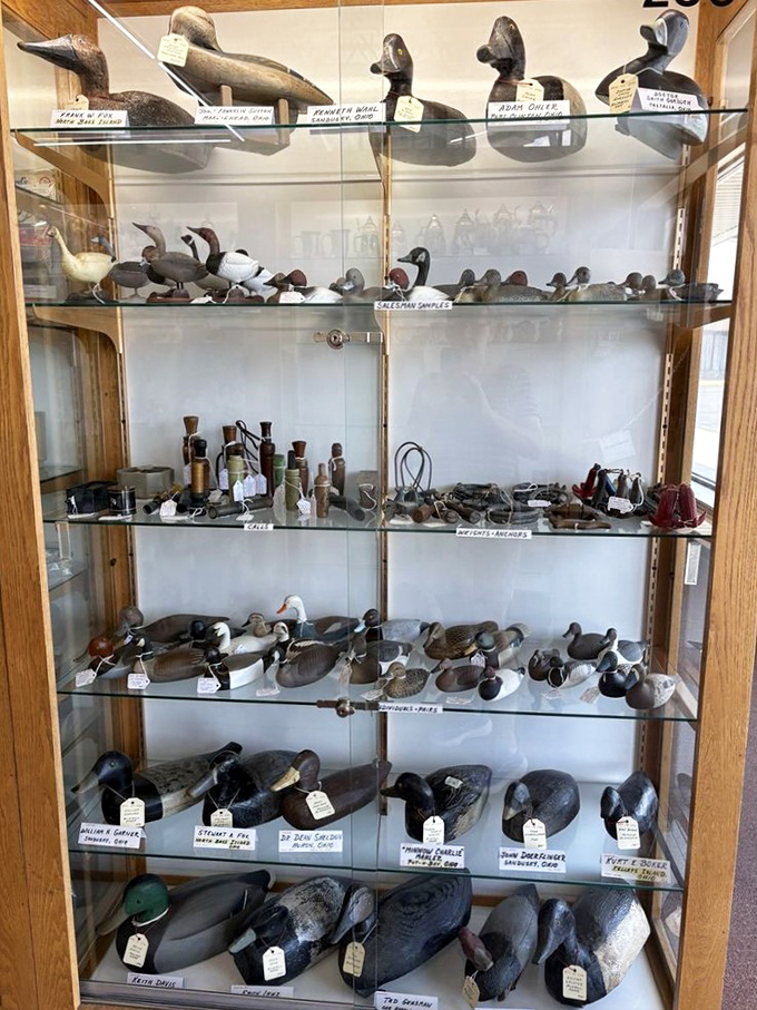 Duck decoys that once bobbed in misty Midwestern marshes now rest in formation, their hunting days behind them but their craftsmanship eternally appreciated.