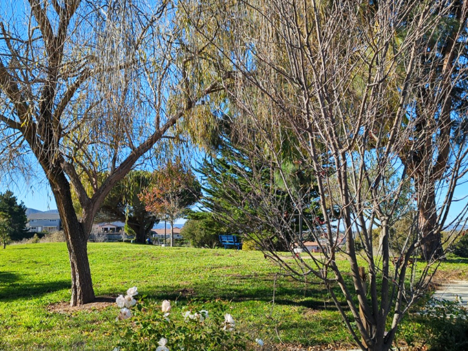 Green space that reminds you what grass actually looks like when it's not struggling to survive a drought. Lompoc's microclimate is California's best-kept secret.