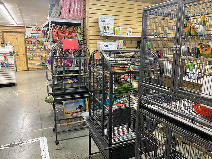 Feathered friends await new homes in this pet section. The birds seem to be saying, "Sure, I'll sing for you, but first let's negotiate perks."