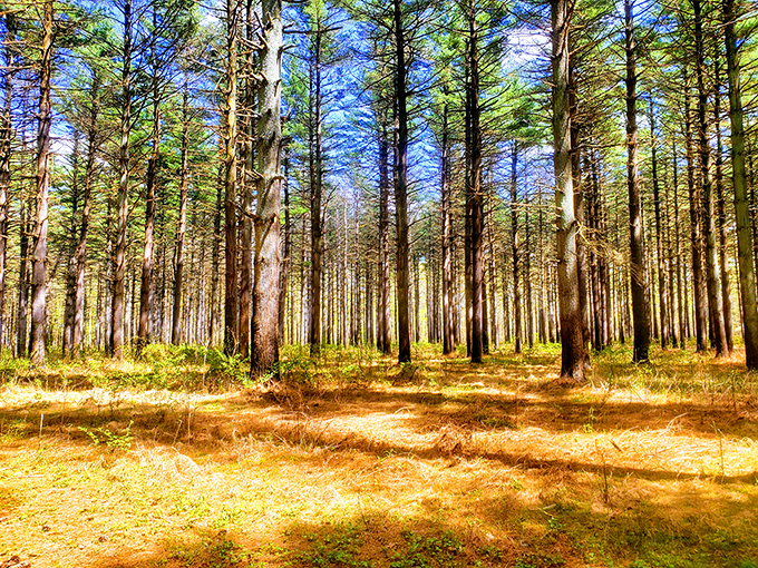 Blackbird State Forest's towering pines create nature's cathedral&mdash;a perfect place to walk off that second helping of pie.