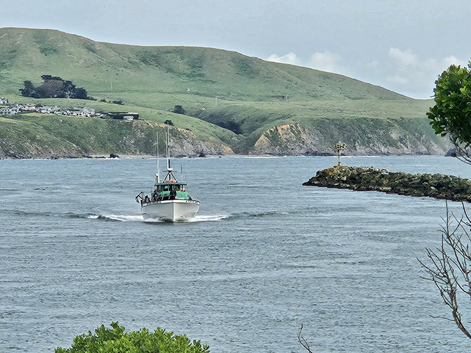 That's not just a boat returning to harbor &ndash; it's tonight's dinner making its grand entrance through Bodega Bay's natural gateway.