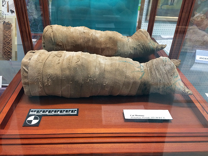 Ancient Egyptian cat mummies remind us that cat worship isn't new—we're just continuing a tradition that's thousands of years old.