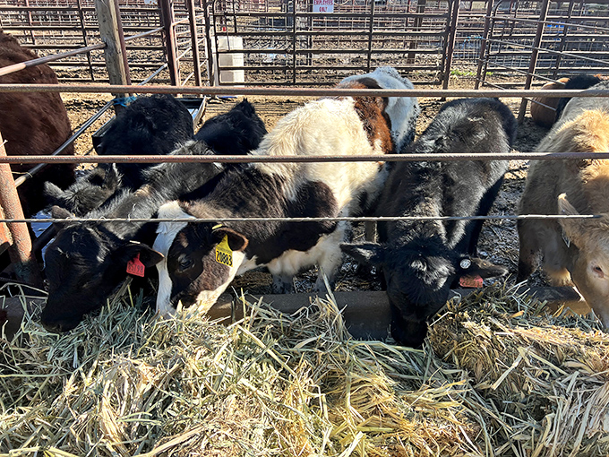 Livestock viewing adds farm charm to the market experience. These calves don't know they're part of someone's shopping entertainment.