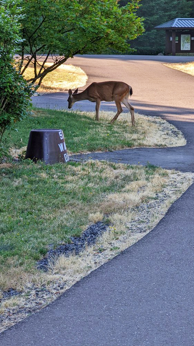 Local wildlife doesn't bother with park maps. This deer has the confident stride of someone who knows exactly where the good snacks are.