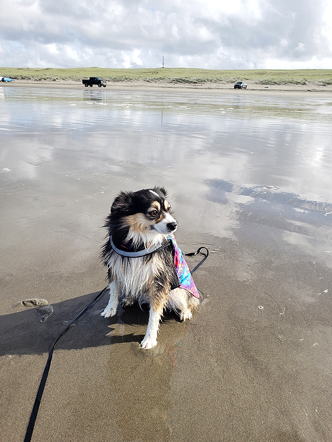 Beach patrol on duty! This coastal canine sports the latest in doggy beachwear while supervising the human activities.