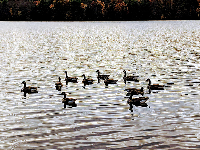 The geese flotilla on patrol, maintaining the lake's strict "no splashing without proper enthusiasm" policy.