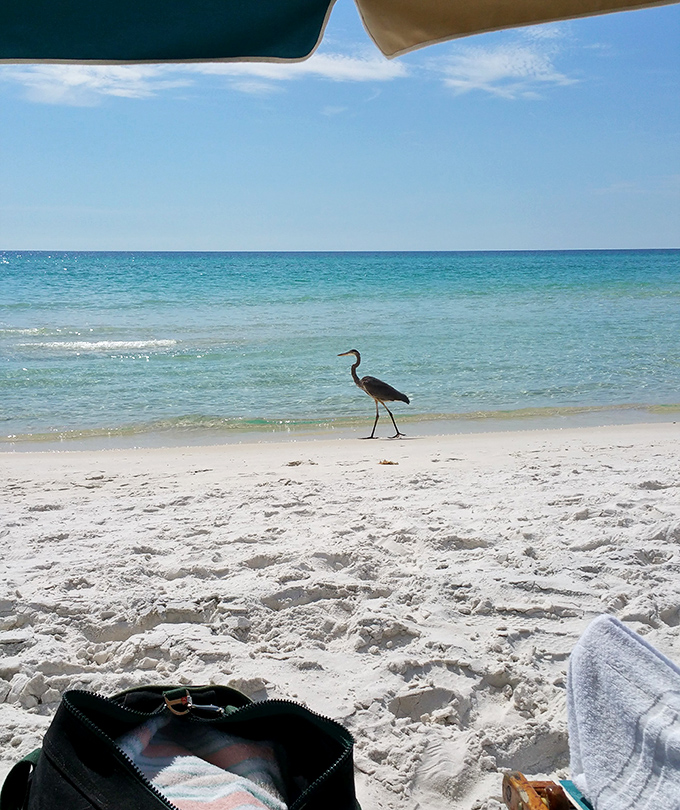 "Pardon me, just passing through." This Great Blue Heron clearly knows he's found the best beach in Florida too.
