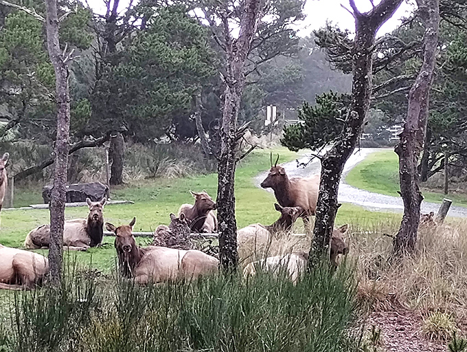 The local elk committee appears to be discussing important meadow business. Their meetings are always open to respectful observers.