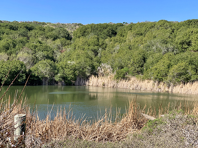 Nature's perfect meditation spot: a hidden pond surrounded by California greenery that whispers, "Put the phone down."