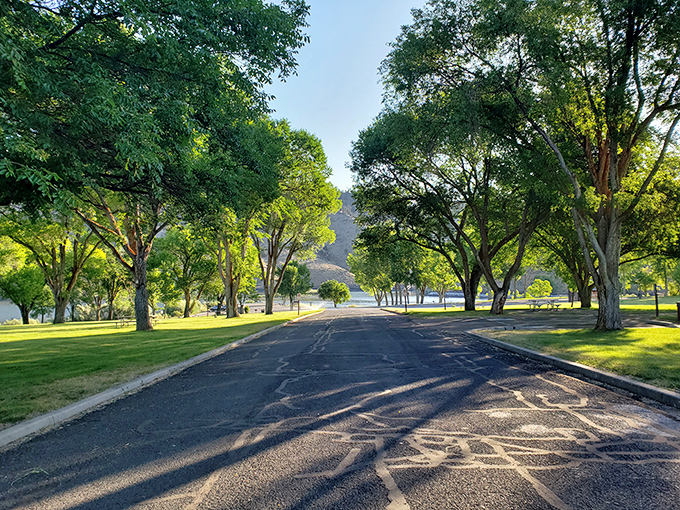 Tree-lined roads that make the journey through the park as scenic as the destination.