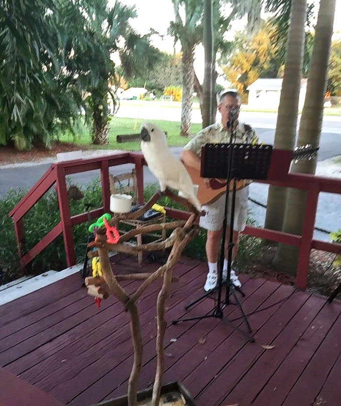 Live entertainment on the deck adds the perfect soundtrack to your seafood feast. Even the resident cockatoo seems to enjoy the tunes.